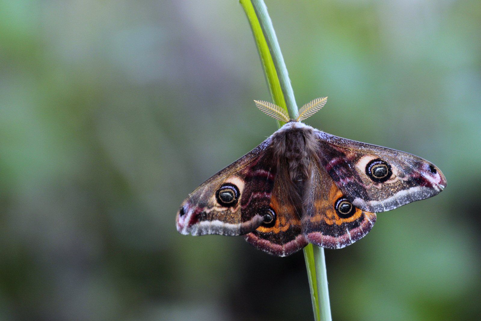 16. Onze waddeneilanden - Jan Trapman natuurfotografie