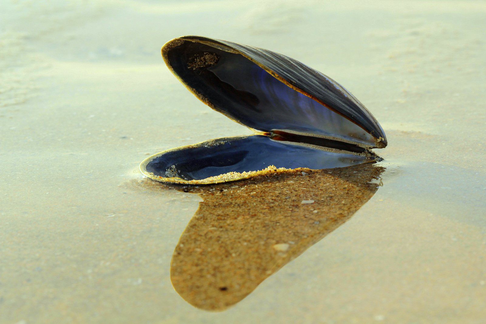 16. Onze waddeneilanden - Jan Trapman natuurfotografie
